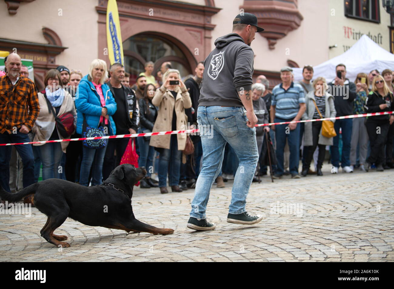 Rottweilers dog hi-res stock photography and images - Alamy