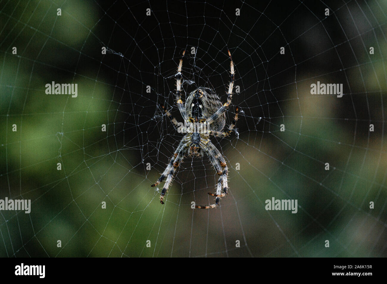 Spider walking down holding his web. Xloseup macro photography Stock ...