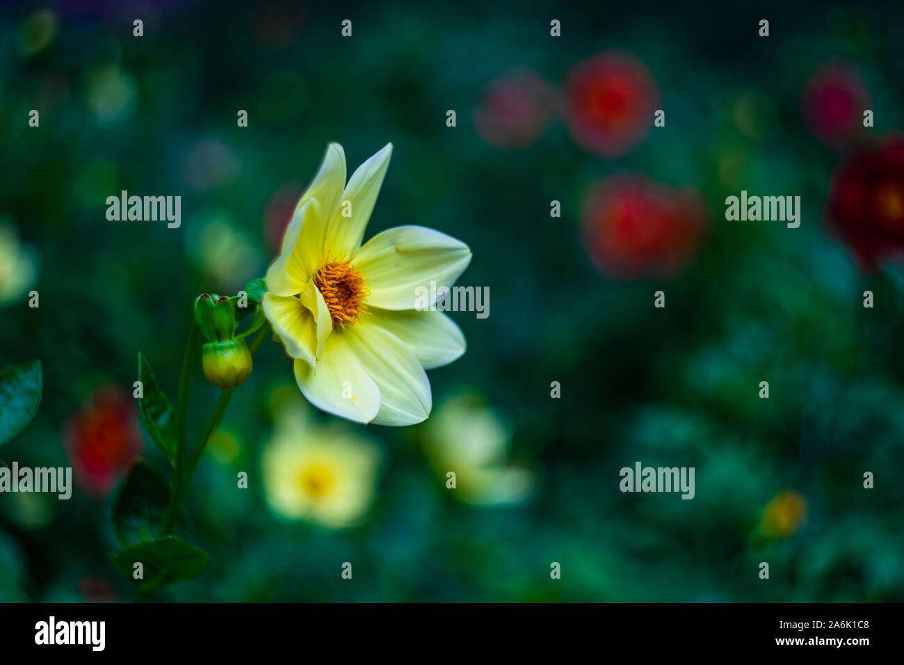Calliopsis wildflowers hi-res stock photography and images - Alamy