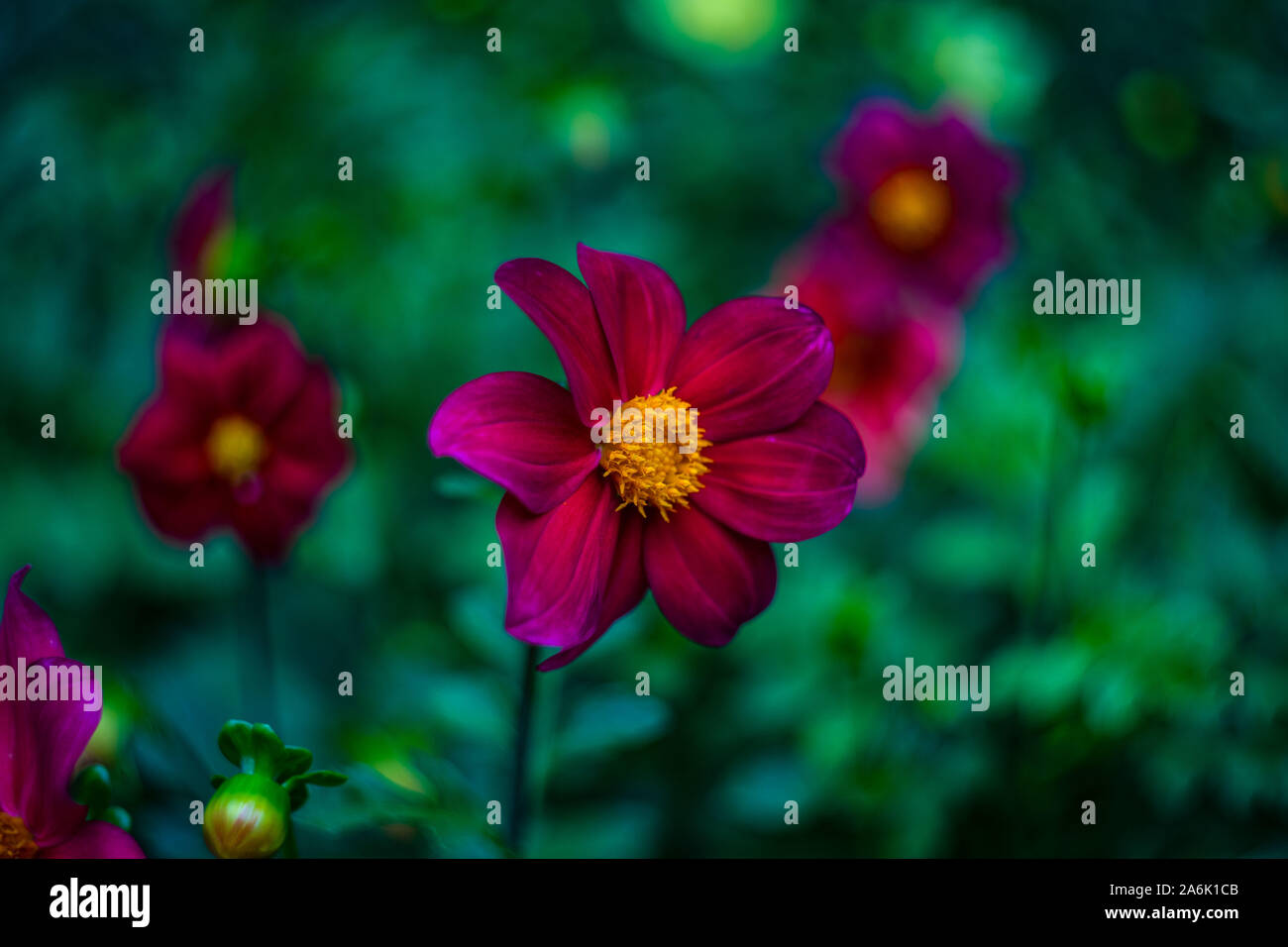 Calliopsis wildflowers hi-res stock photography and images - Alamy