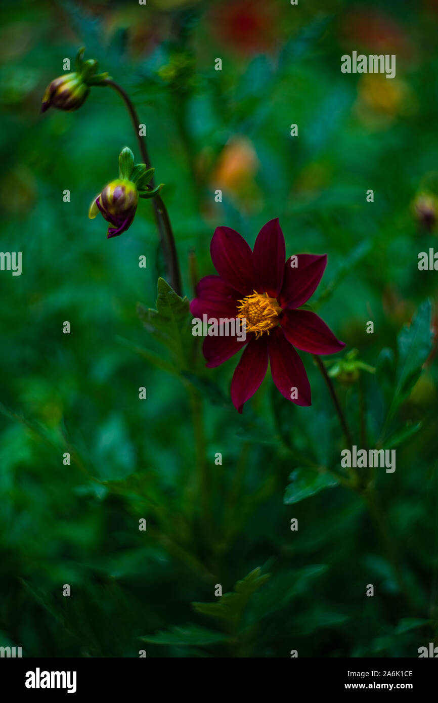 Calliopsis wildflowers hi-res stock photography and images - Alamy