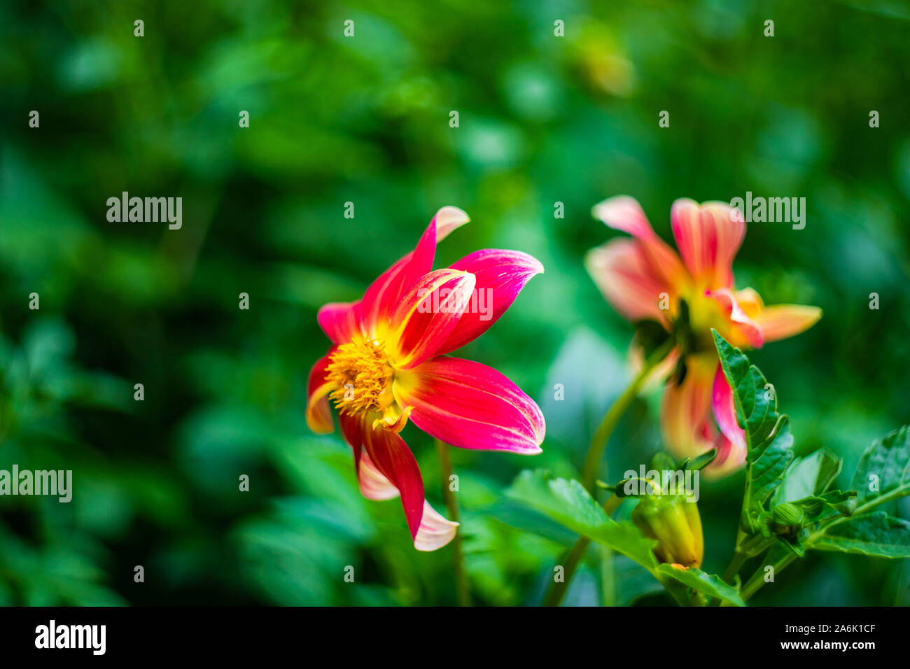 Calliopsis wildflowers hi-res stock photography and images - Alamy