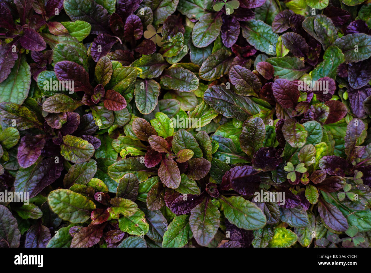 Natural summer background with fresh plant leaves Stock Photo - Alamy