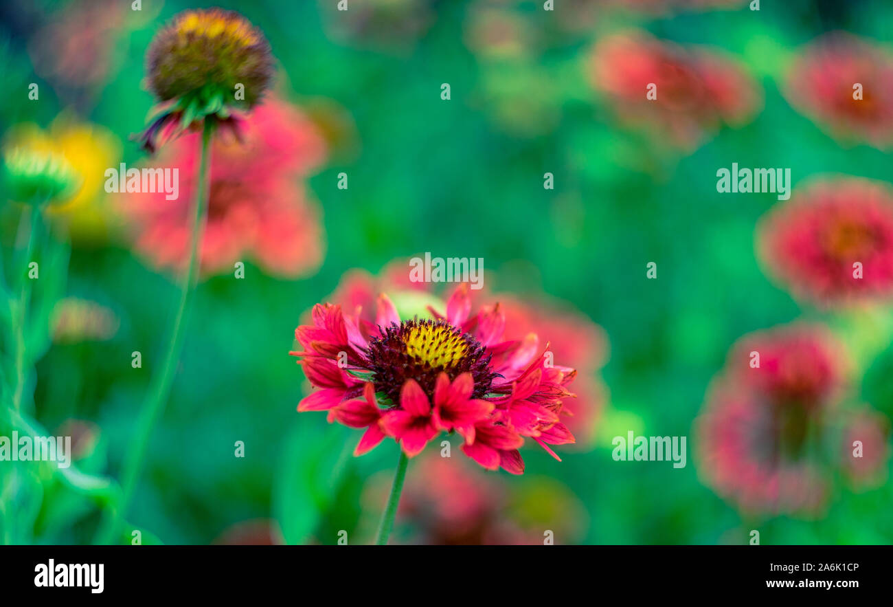 Calliopsis wildflowers hi-res stock photography and images - Alamy