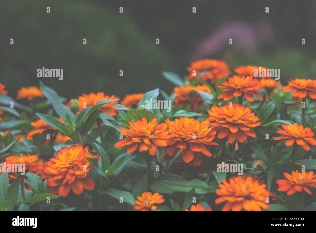 Calliopsis wildflowers hi-res stock photography and images - Alamy