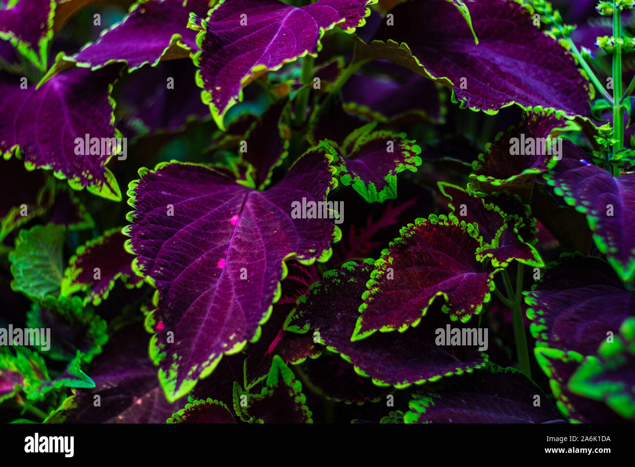 Natural summer background with fresh plant leaves Stock Photo - Alamy