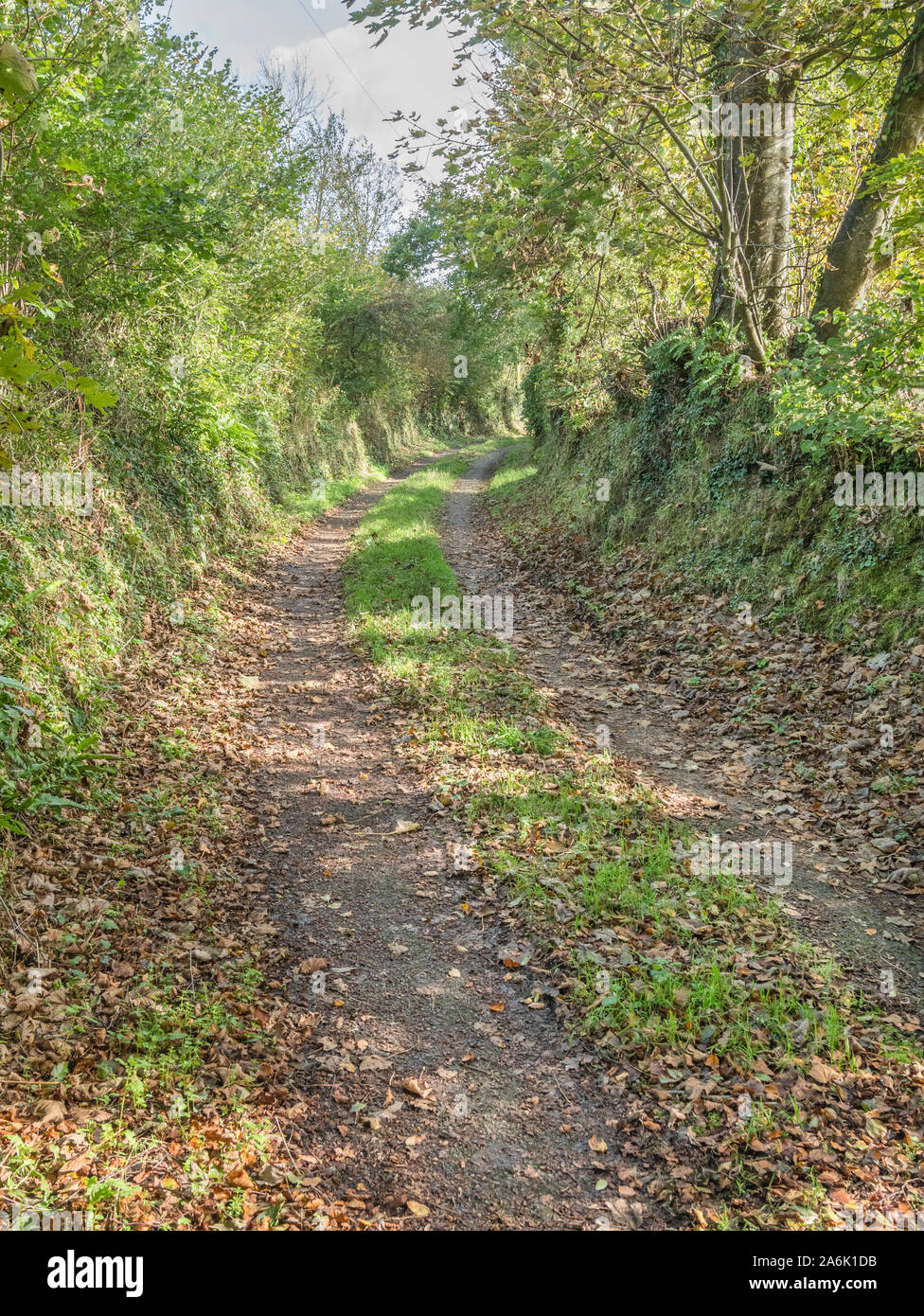Bend hedge hi-res stock photography and images - Alamy