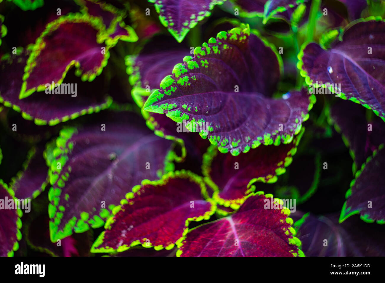 Natural summer background with fresh plant leaves Stock Photo - Alamy