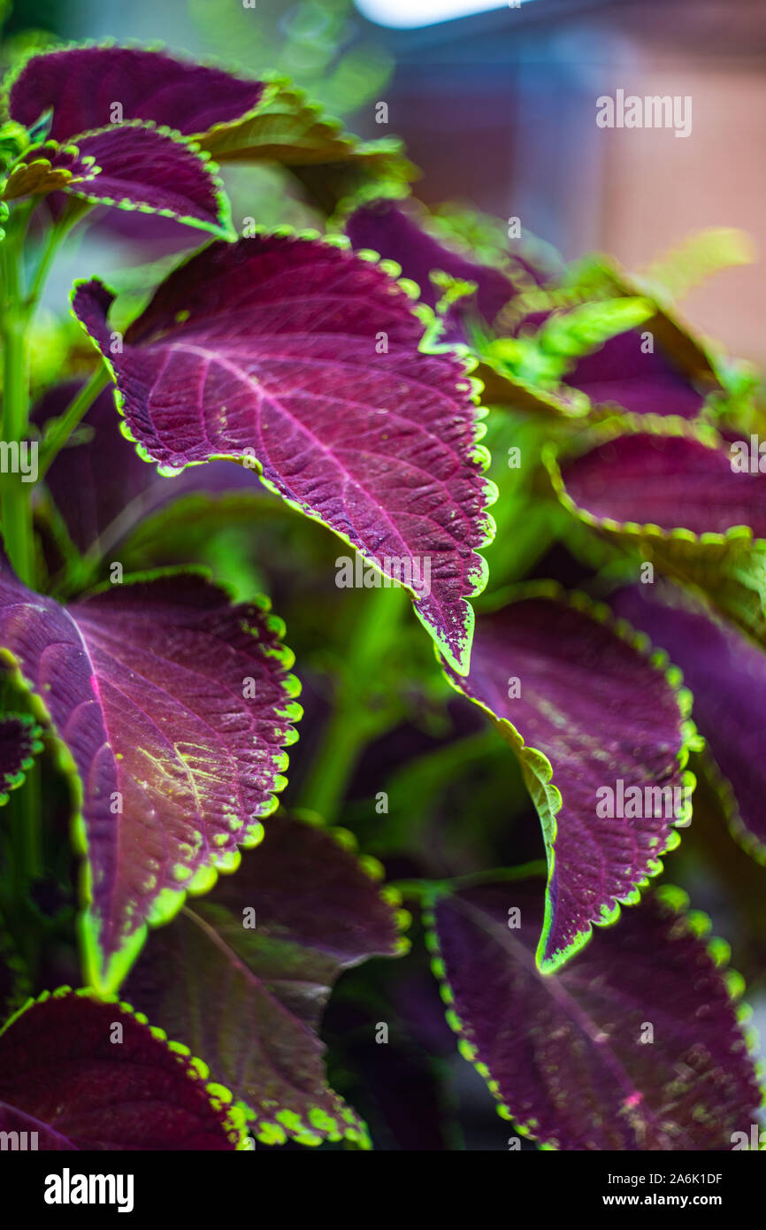 Natural summer background with fresh plant leaves Stock Photo - Alamy
