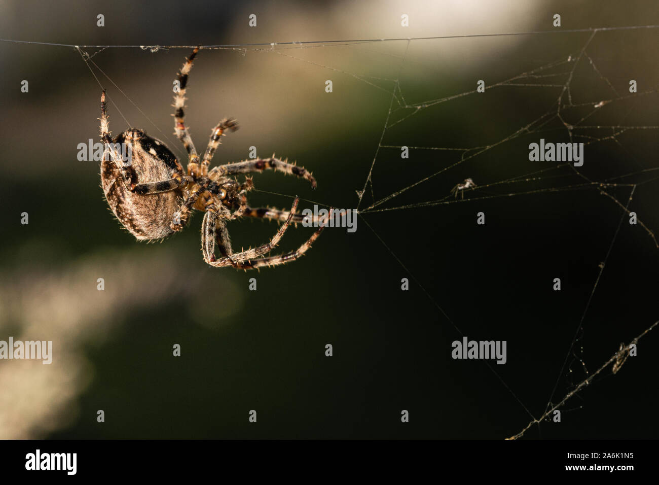 Spider walking down holding his web. Xloseup macro photography Stock ...