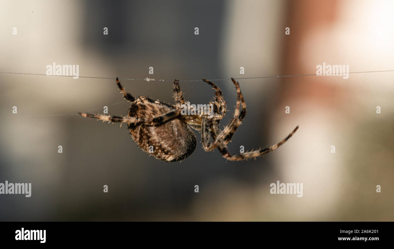 Long legged tree spider hi-res stock photography and images - Alamy