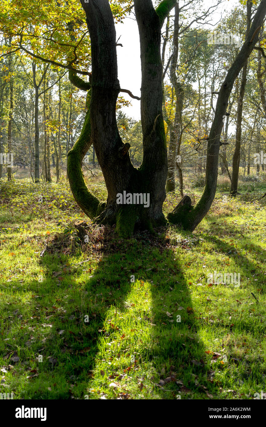 BACK LIT TREE CASTING SHADOW IN THE WOODS Stock Photo - Alamy