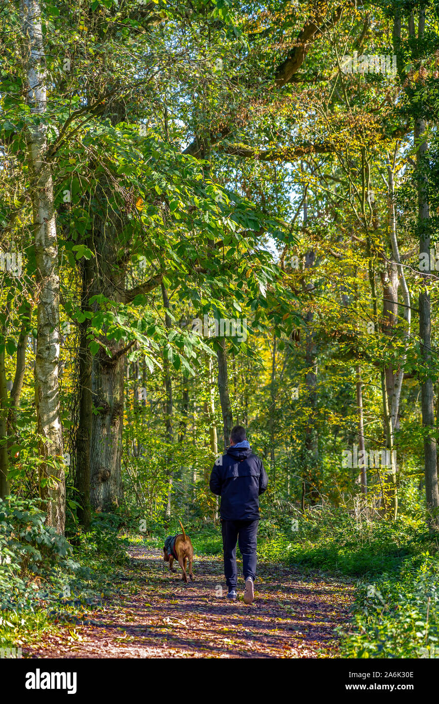 DOG WALKERS IN THE WOODS Stock Photo - Alamy