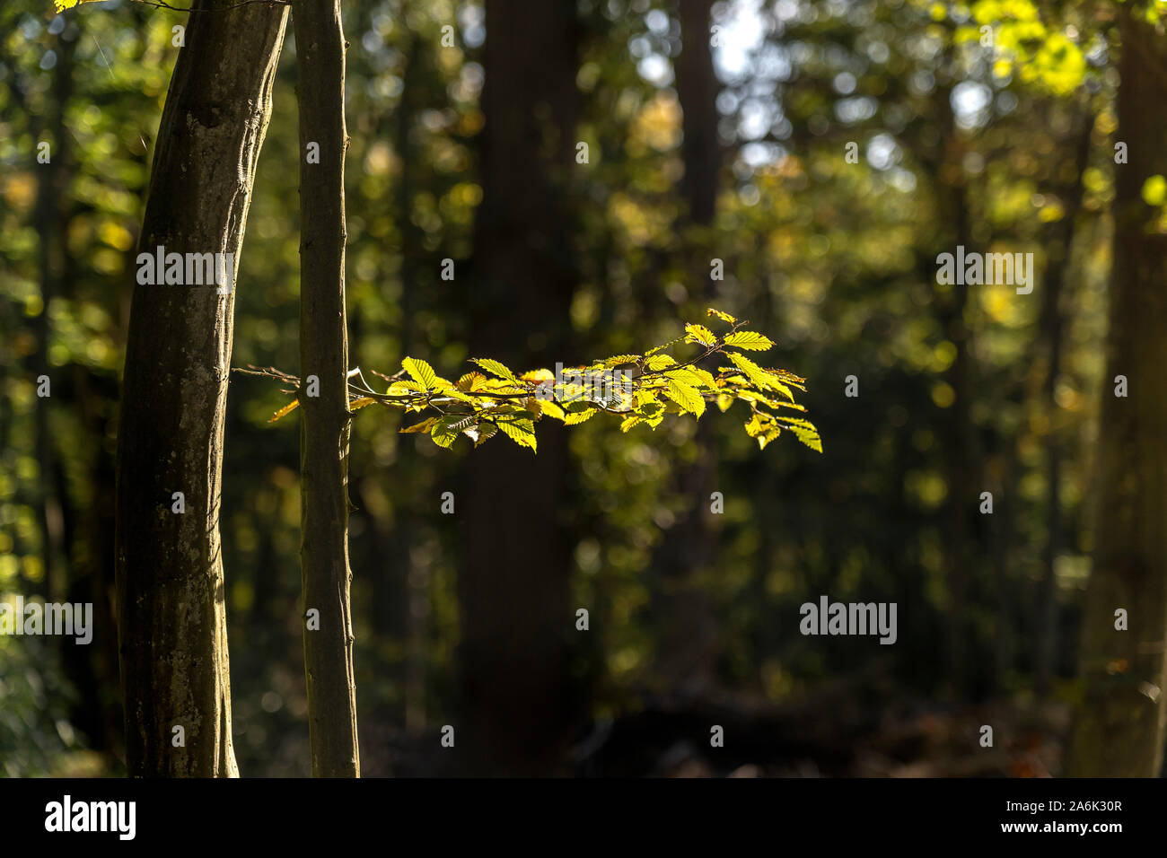 Back lit trees hi-res stock photography and images - Alamy