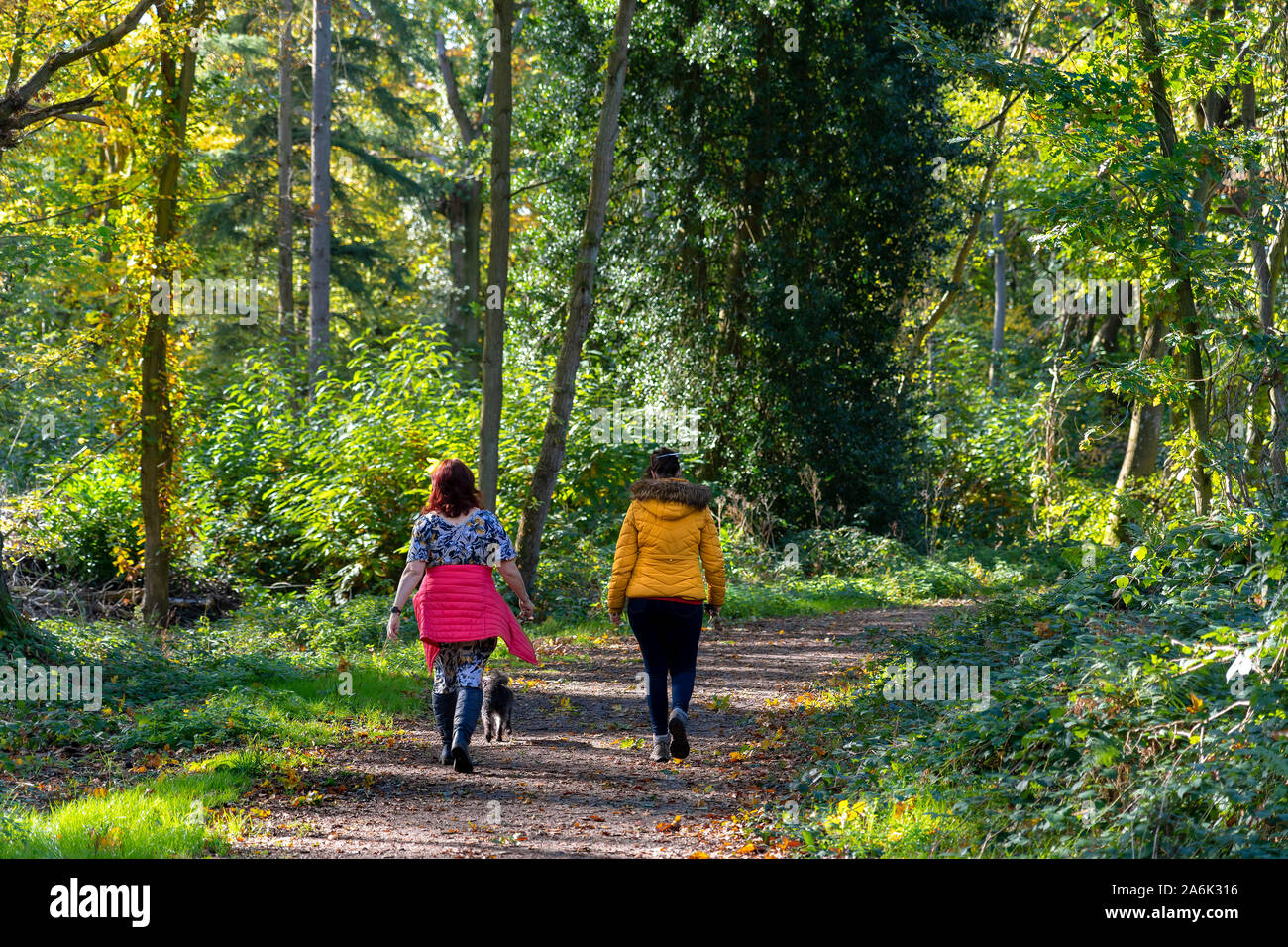 Woman walking dog in woods hi-res stock photography and images - Alamy