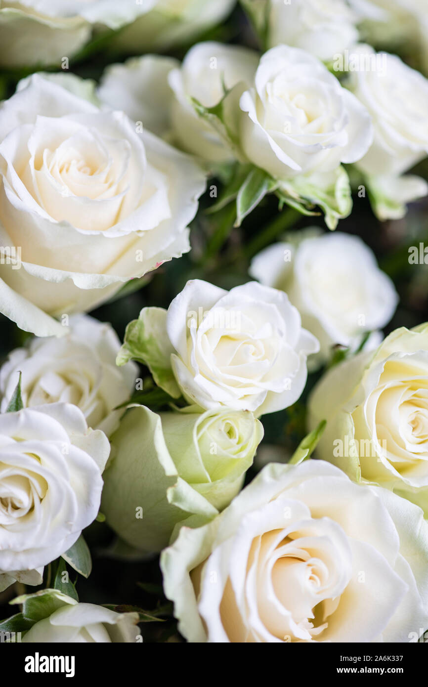 Variety of white roses in beautiful bouquet Stock Photo - Alamy