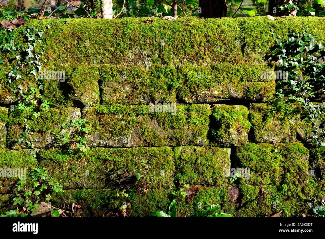 stone wall,covered in green moss,Derbyshire,England,UK Stock Photo - Alamy