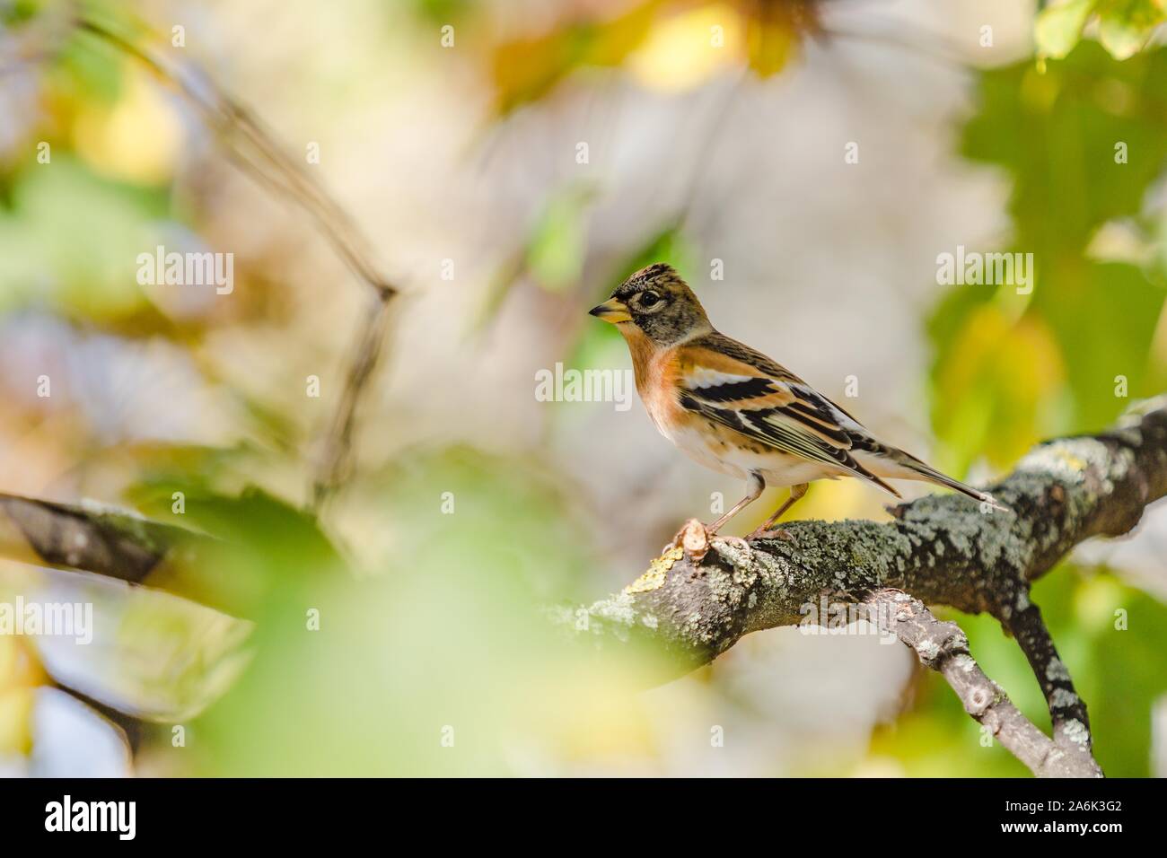Black and white finch hi-res stock photography and images - Alamy