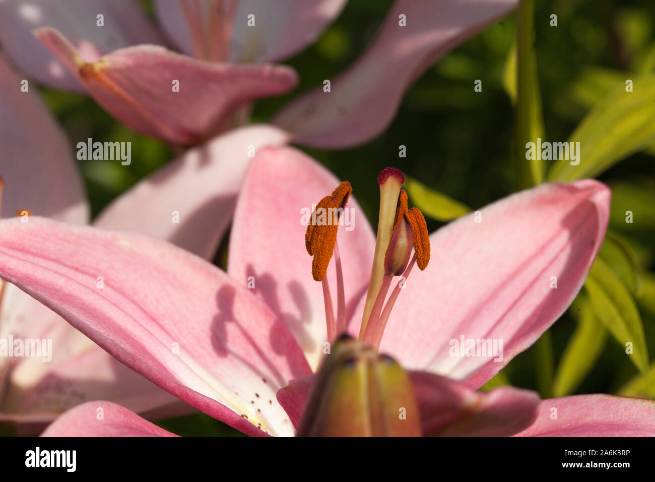 Lilium, true lilies in close up in a garden, summer Stock Photo - Alamy