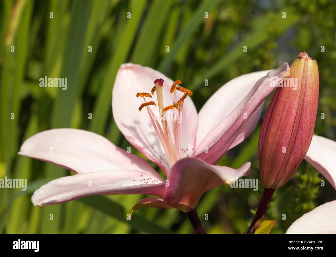 True Lilies High Resolution Stock Photography and Images - Alamy