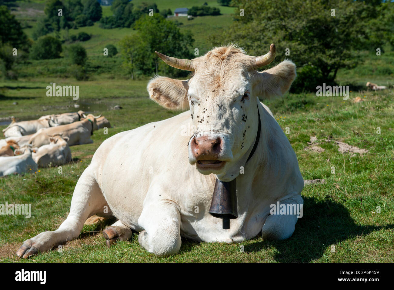 Cow In the mountain meadow, the French Pyrenees, Bearn Stock Photo - Alamy