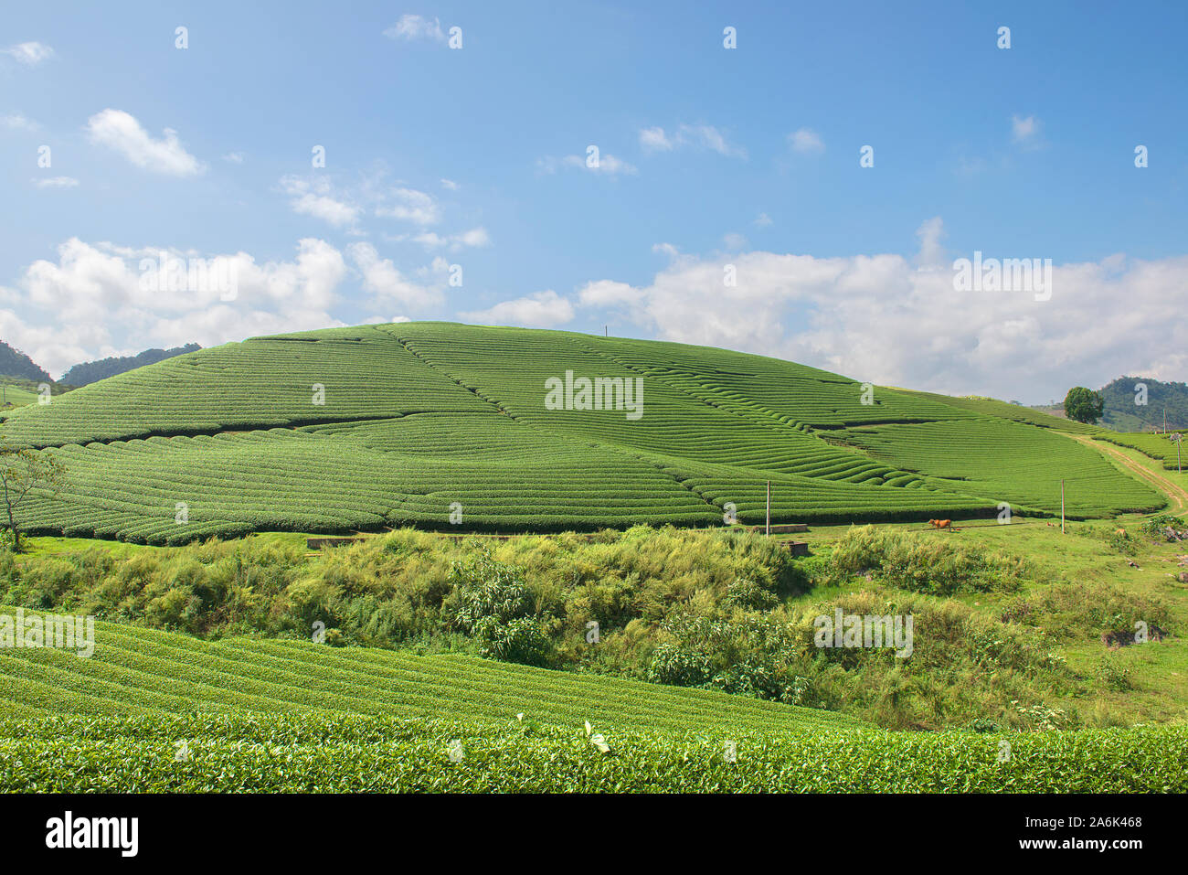 Green tea terrace fields in Moc Chau, Northwest of Vietnam Stock Photo ...