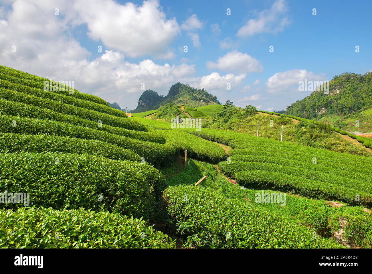 Green tea terrace fields in Moc Chau, Northwest of Vietnam Stock Photo ...