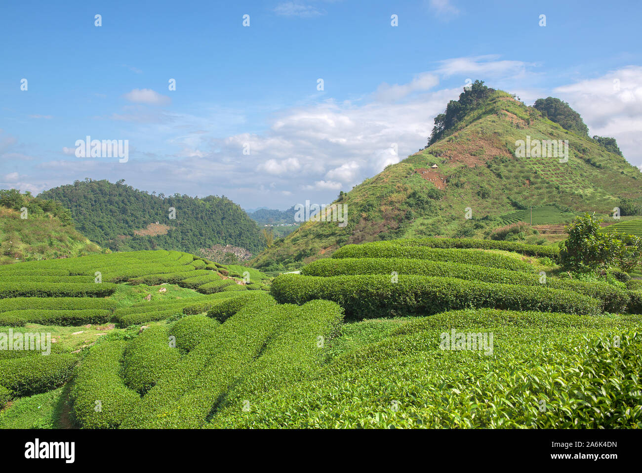 Green tea terrace fields in Moc Chau, Northwest of Vietnam Stock Photo ...