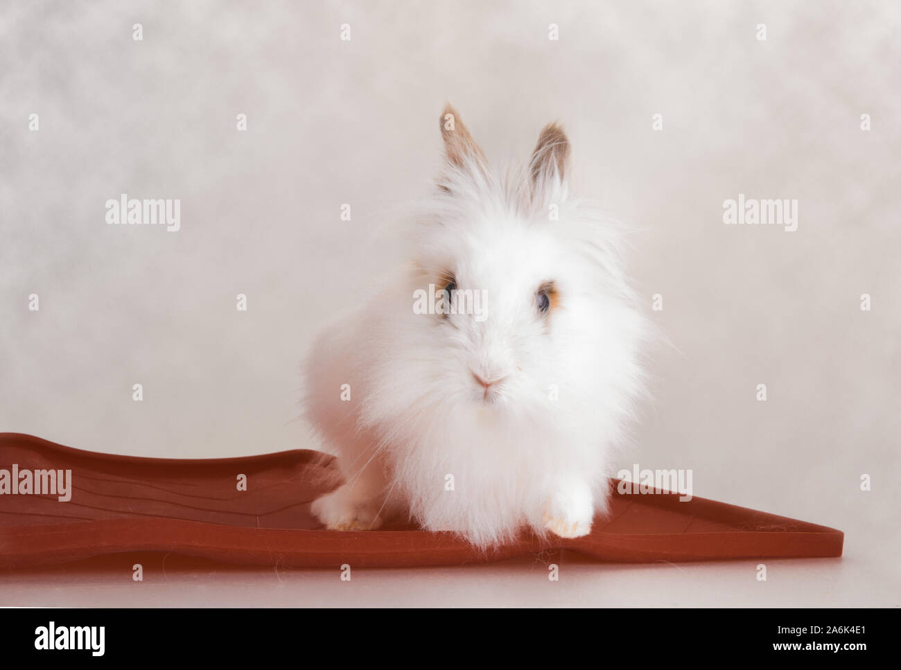 Nice long white hair rabbit as a rodent pet animal Stock Photo - Alamy