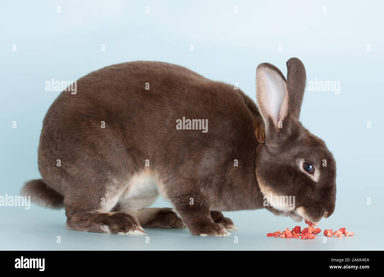 Grown rabbit hi-res stock photography and images - Alamy