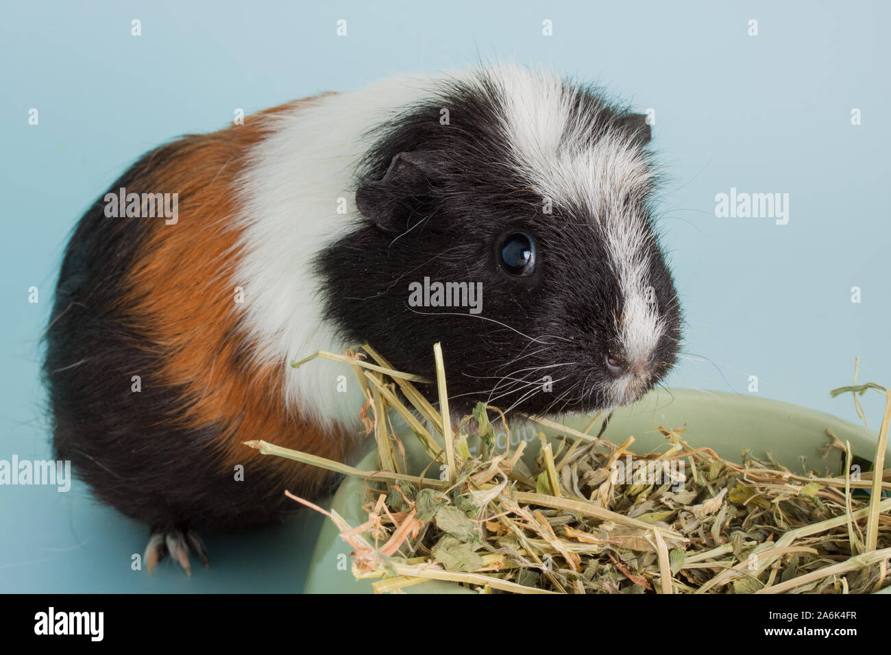 Nice guinea pig mammal rodent as pet animal Stock Photo - Alamy