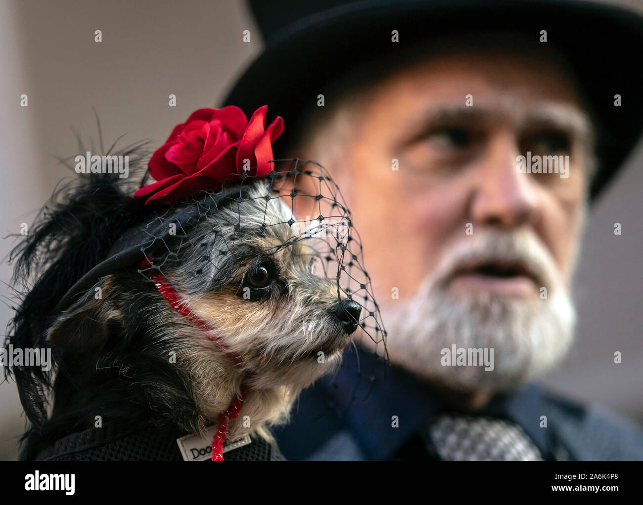 Goth dog hi-res stock photography and images - Alamy