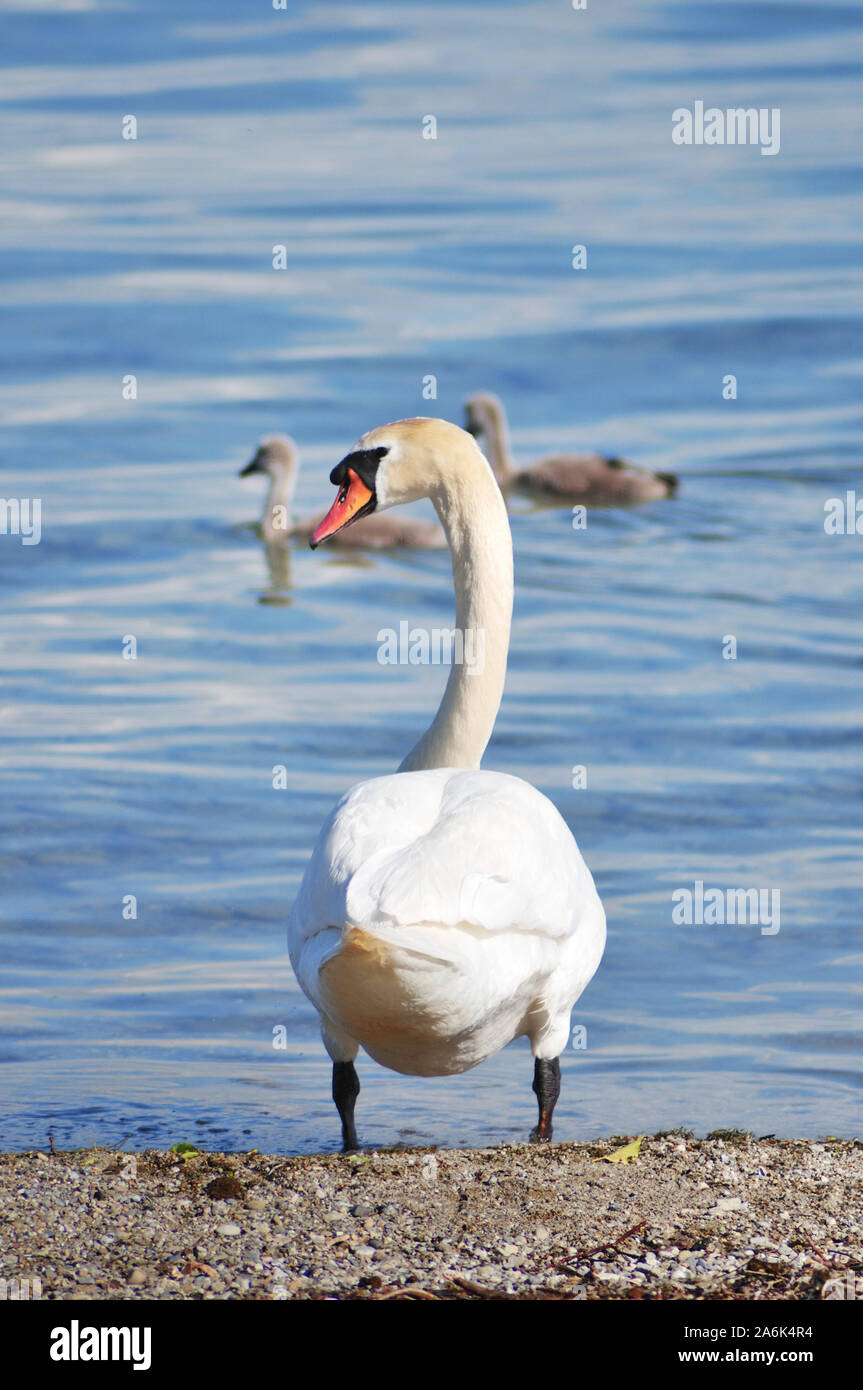White swan watching movements on its left while its cygnets swim on the ...
