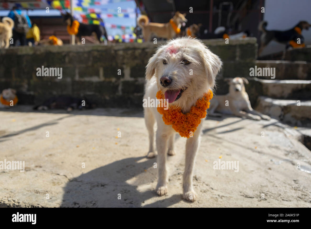 Kukur tihar festival 2019 hi-res stock photography and images - Alamy
