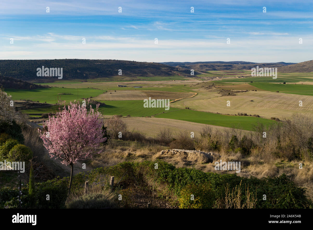 Landscape of a field in early spring with an almond tree in bloom in ...