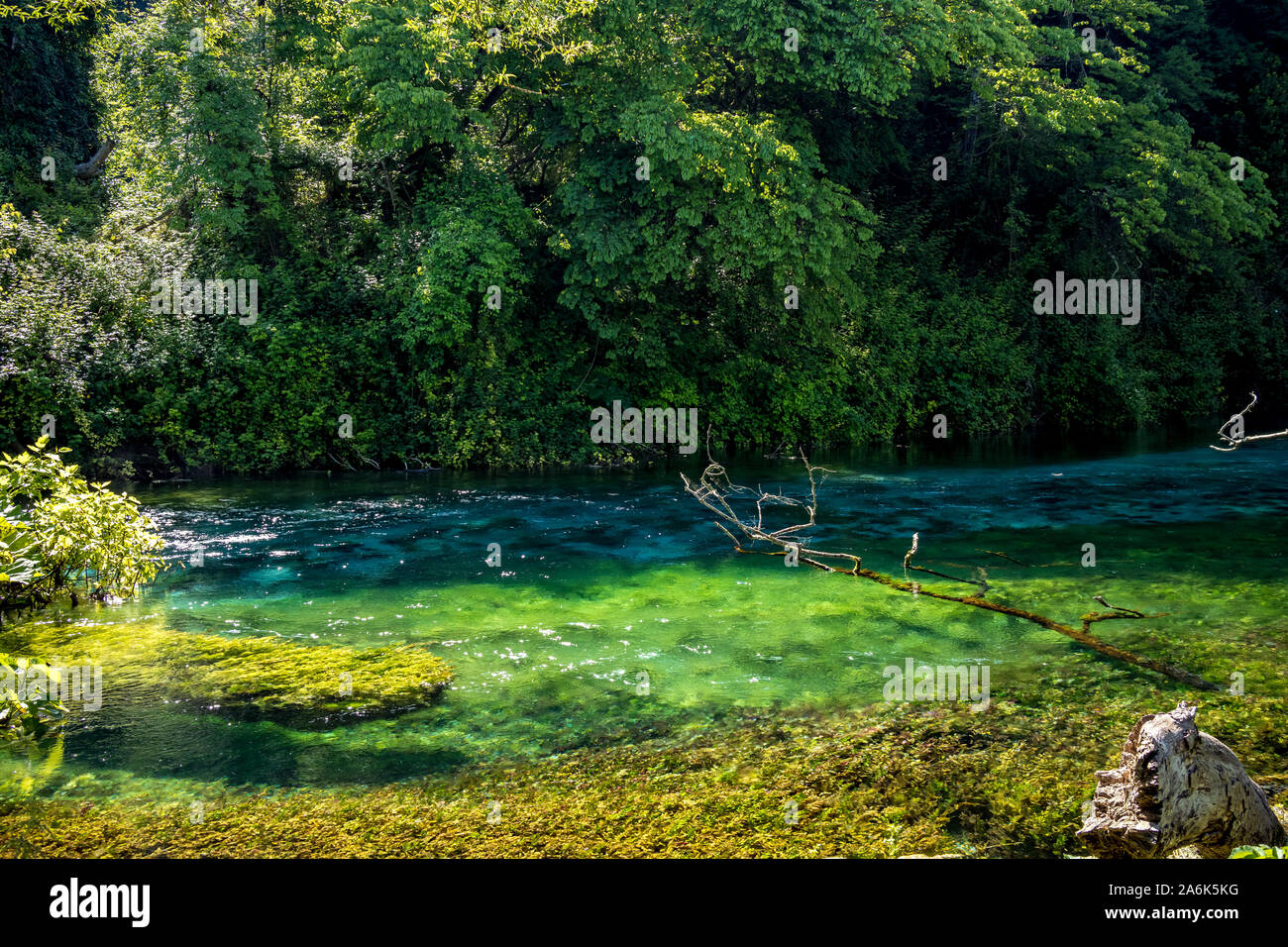 Crystal clear smooth stream flows through lush spring forest. Bistrice ...