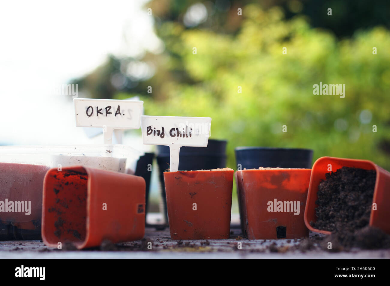 Preparing the little pot for seedling Stock Photo - Alamy
