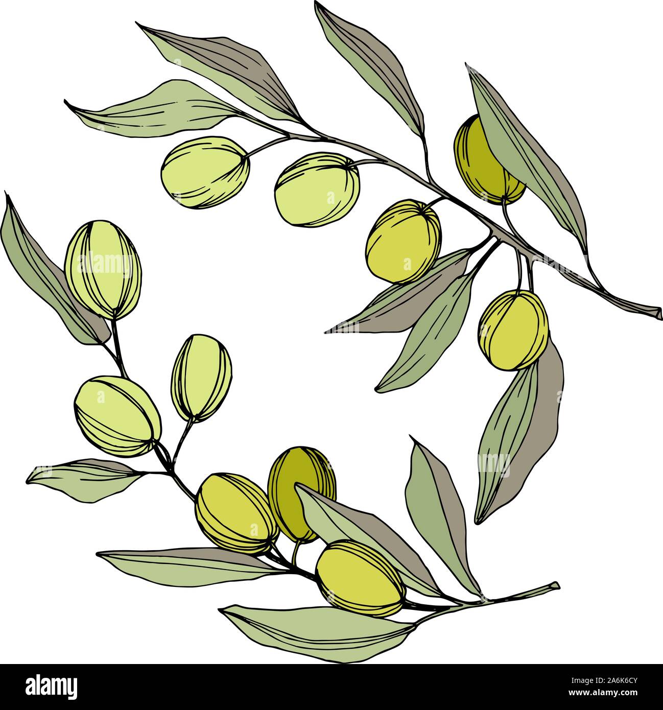 Olive tree in a vector style isolated. Green engraved ink art Stock ...