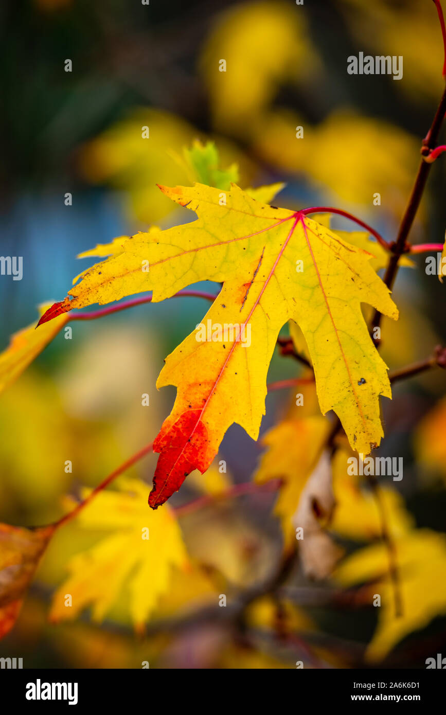 Different shape and colors fall leaves Stock Photo - Alamy
