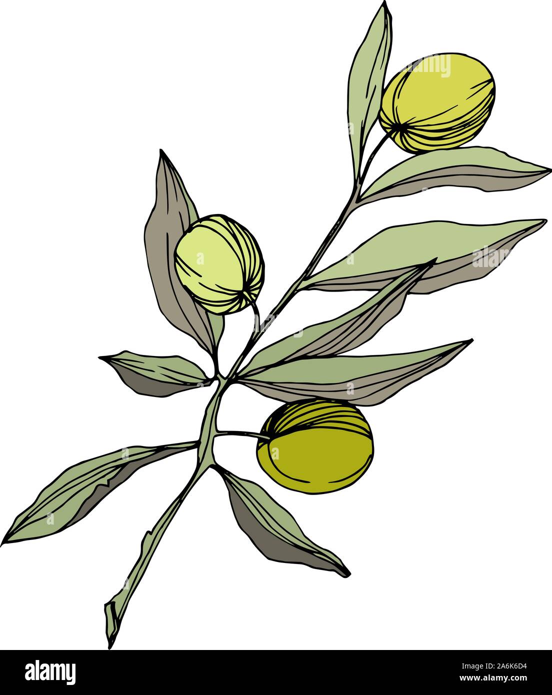 Olive tree in a vector style isolated. Green engraved ink art Stock ...