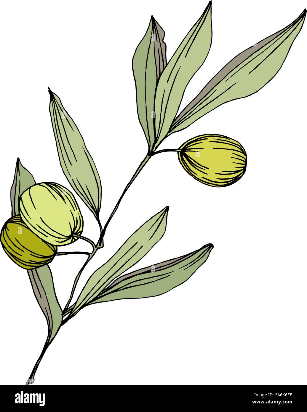 Olive tree in a vector style isolated. Green engraved ink art Stock ...