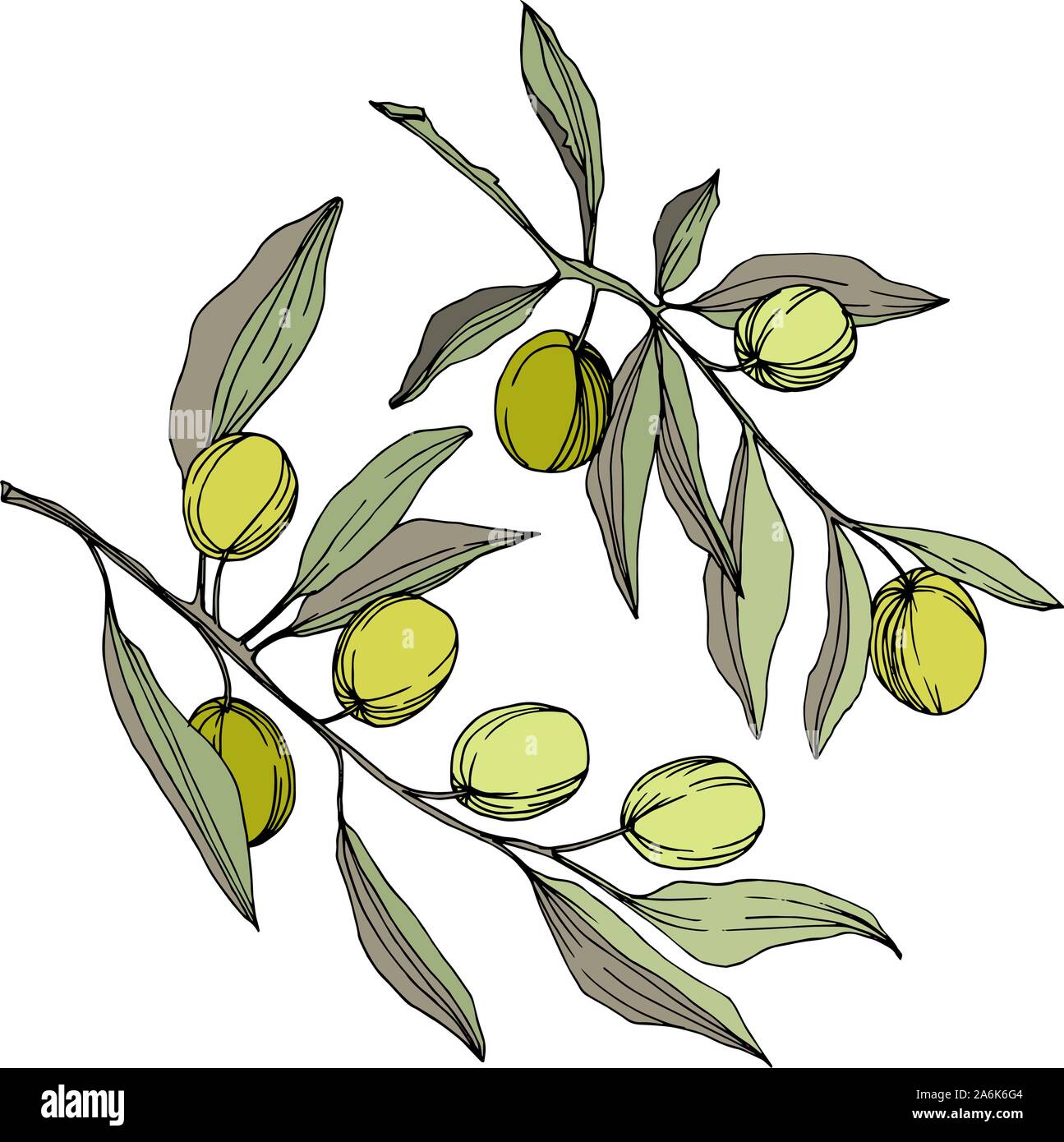 Olive tree in a vector style isolated. Green engraved ink art Stock ...