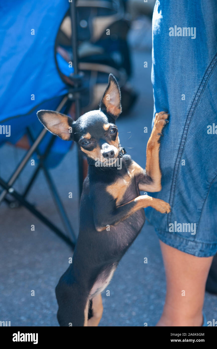 Ratter dogs hi-res stock photography and images - Alamy