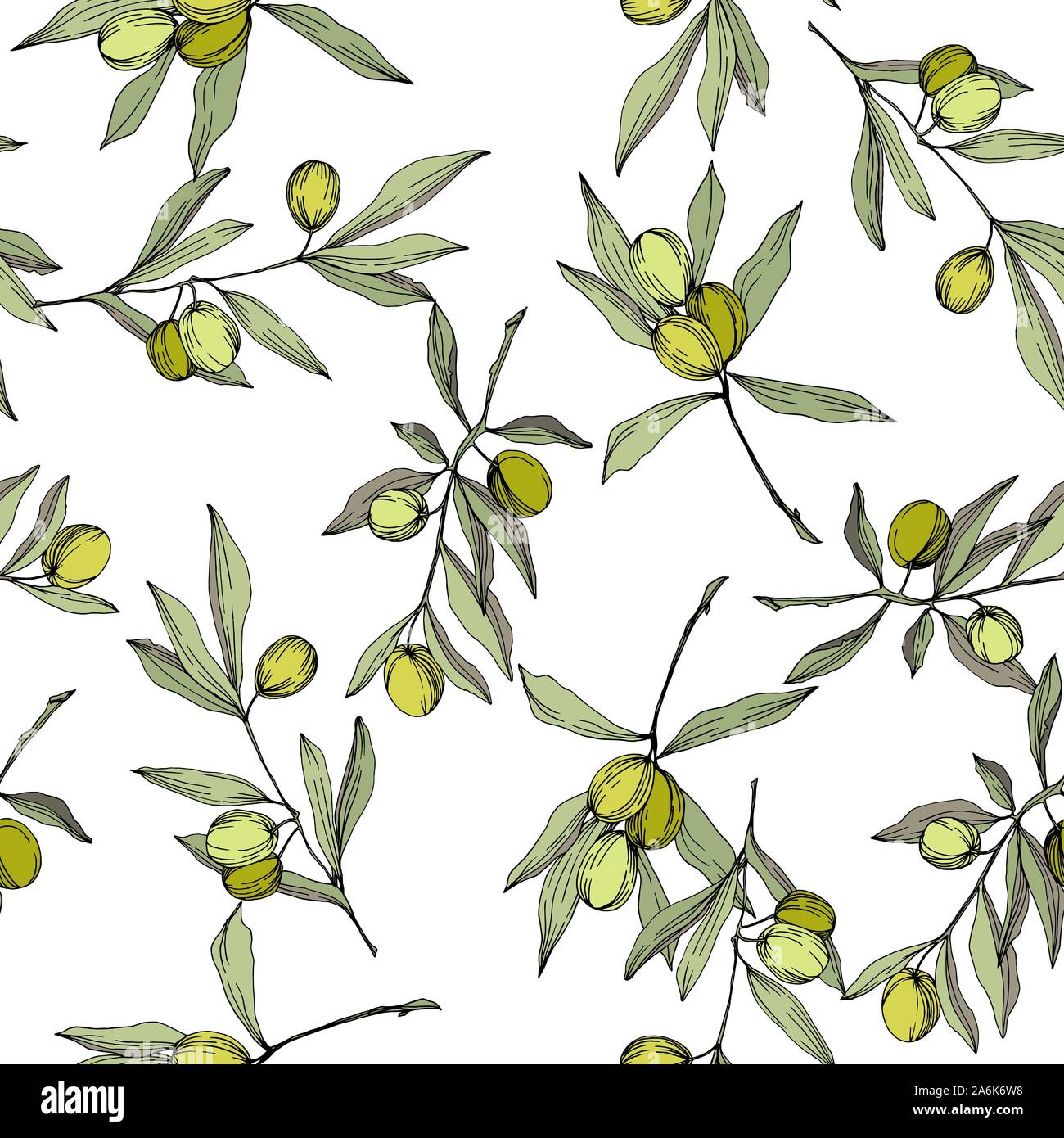 Olive tree in a vector style isolated. Green engraved ink art Stock ...