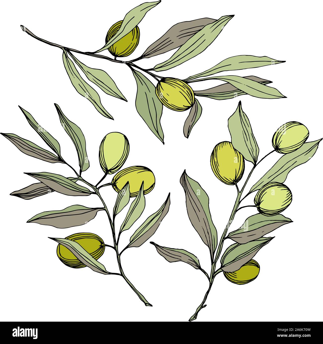 Olive tree in a vector style isolated. Green engraved ink art Stock ...