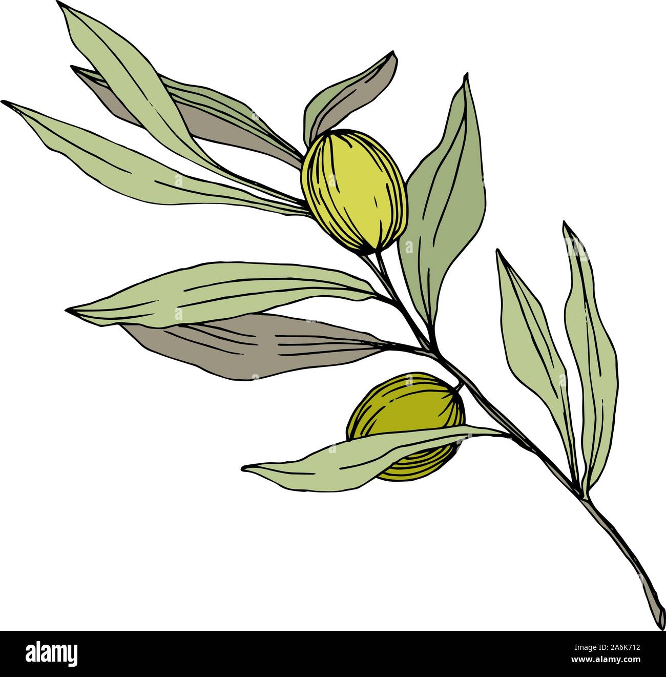 Olive tree in a vector style isolated. Green engraved ink art Stock ...