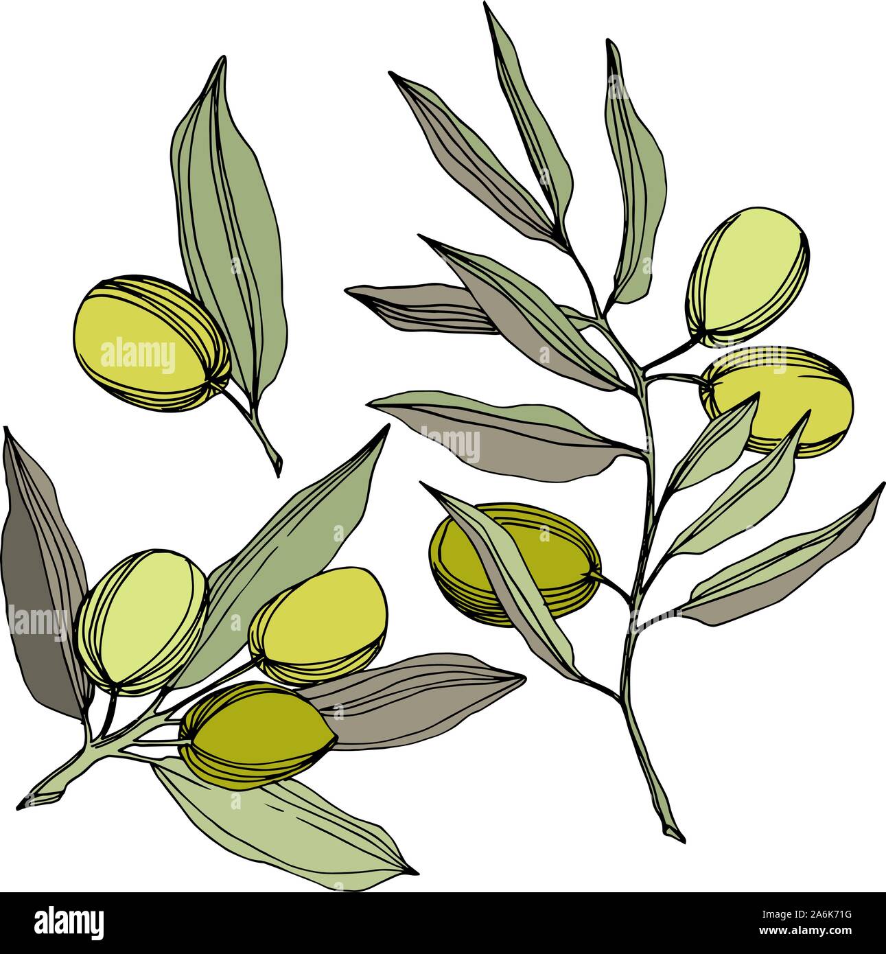 Olive tree in a vector style isolated. Green engraved ink art Stock ...
