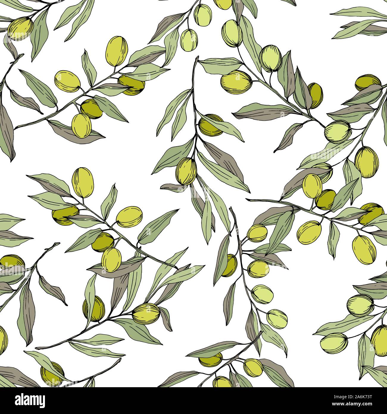 Olive tree in a vector style isolated. Green engraved ink art Stock ...