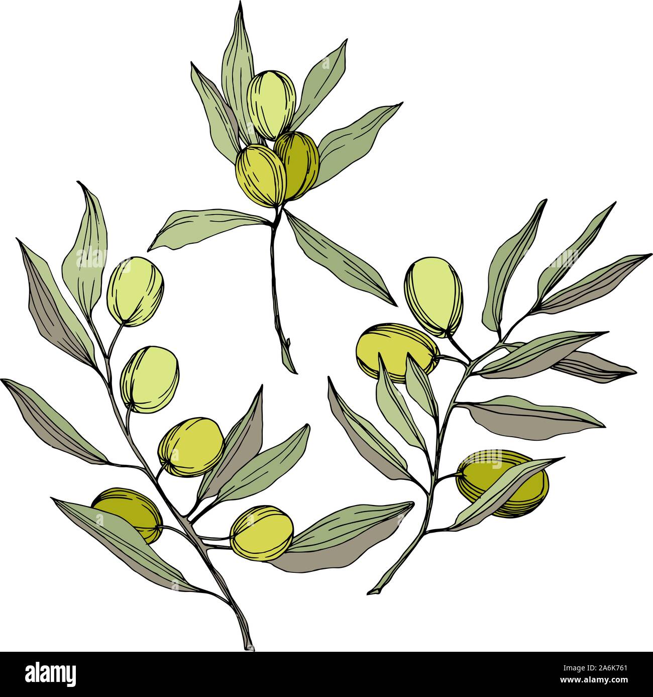 Olive tree in a vector style isolated. Green engraved ink art Stock ...