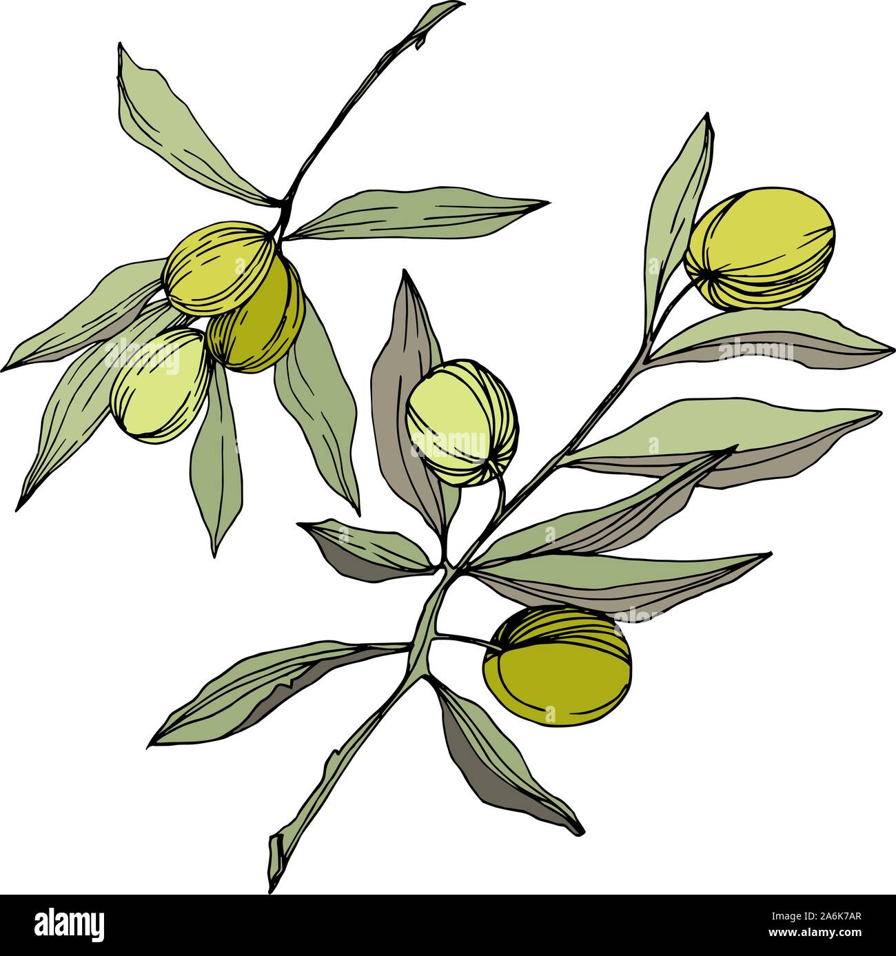 Olive tree in a vector style isolated. Green engraved ink art Stock ...